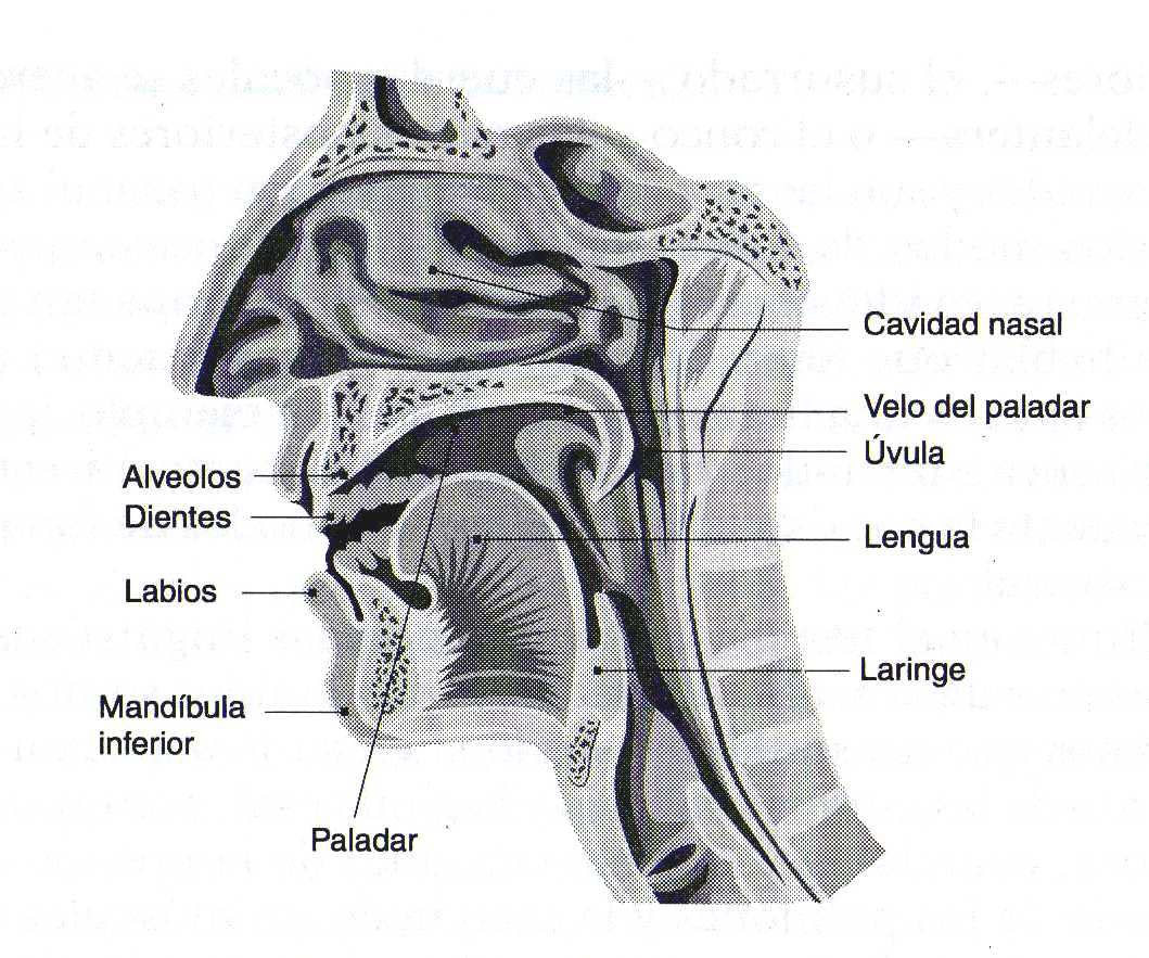 Fonación en Español :: Spanish Phonetics | Spanish Institute of Puebla